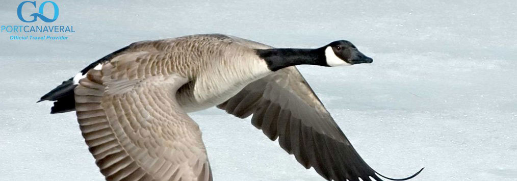 How Canadians can Cruise the Caribbean | Go Port Blog